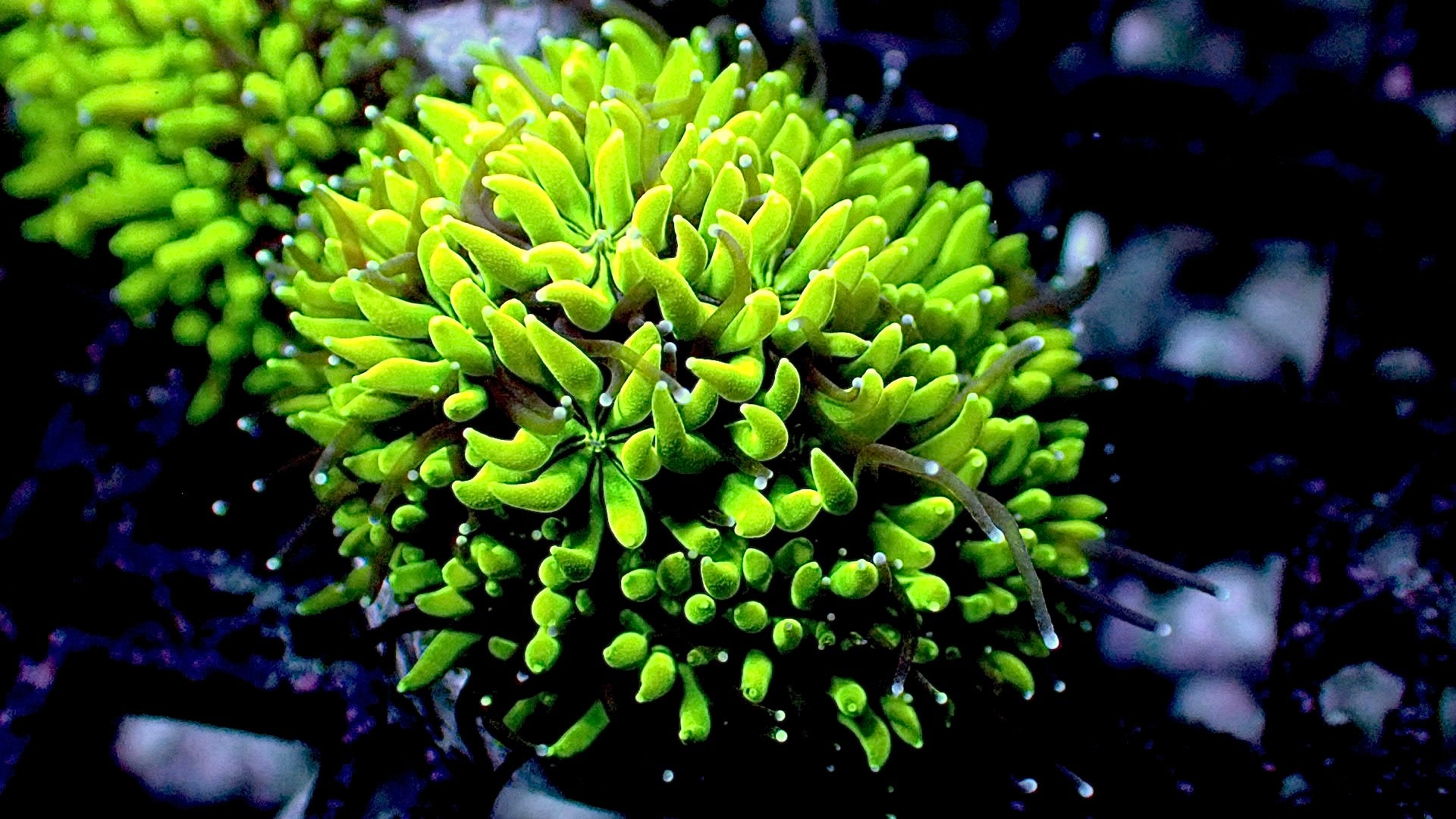 Green Galaxea – Reef To Go