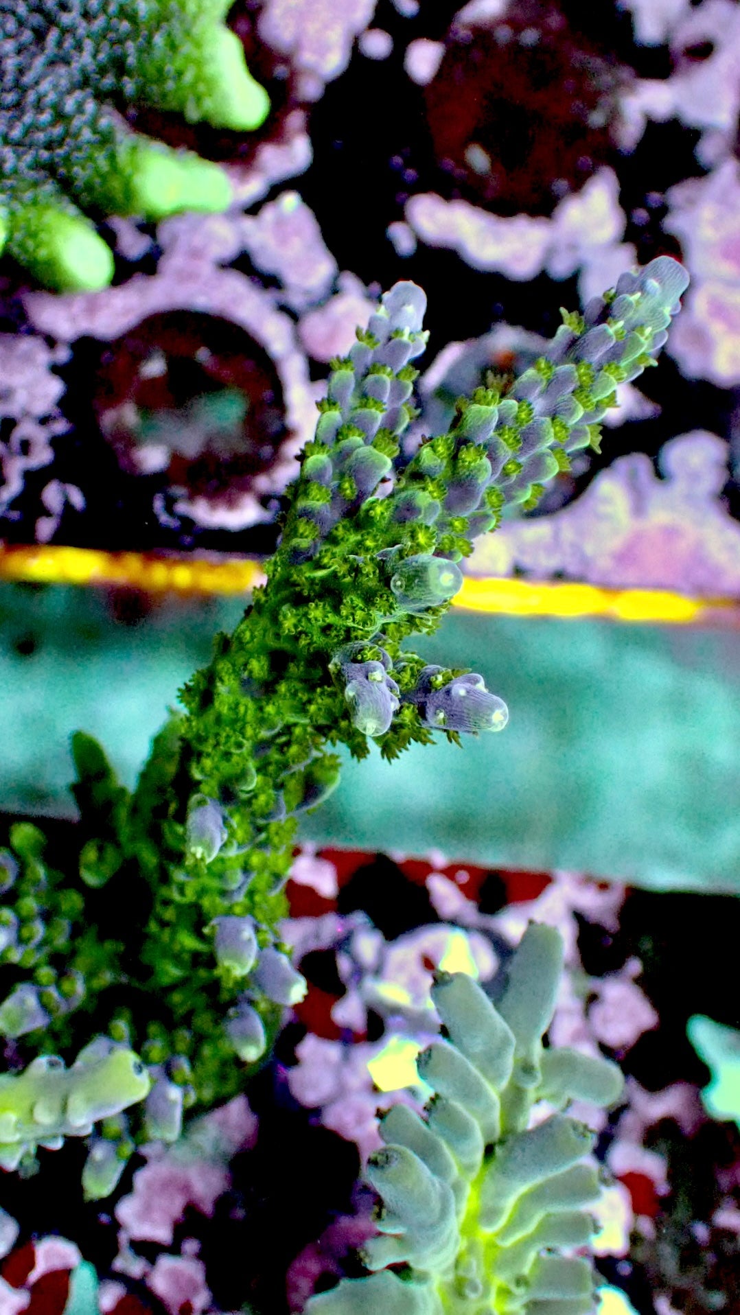 Tricolor Valida Acropora – Reef To Go