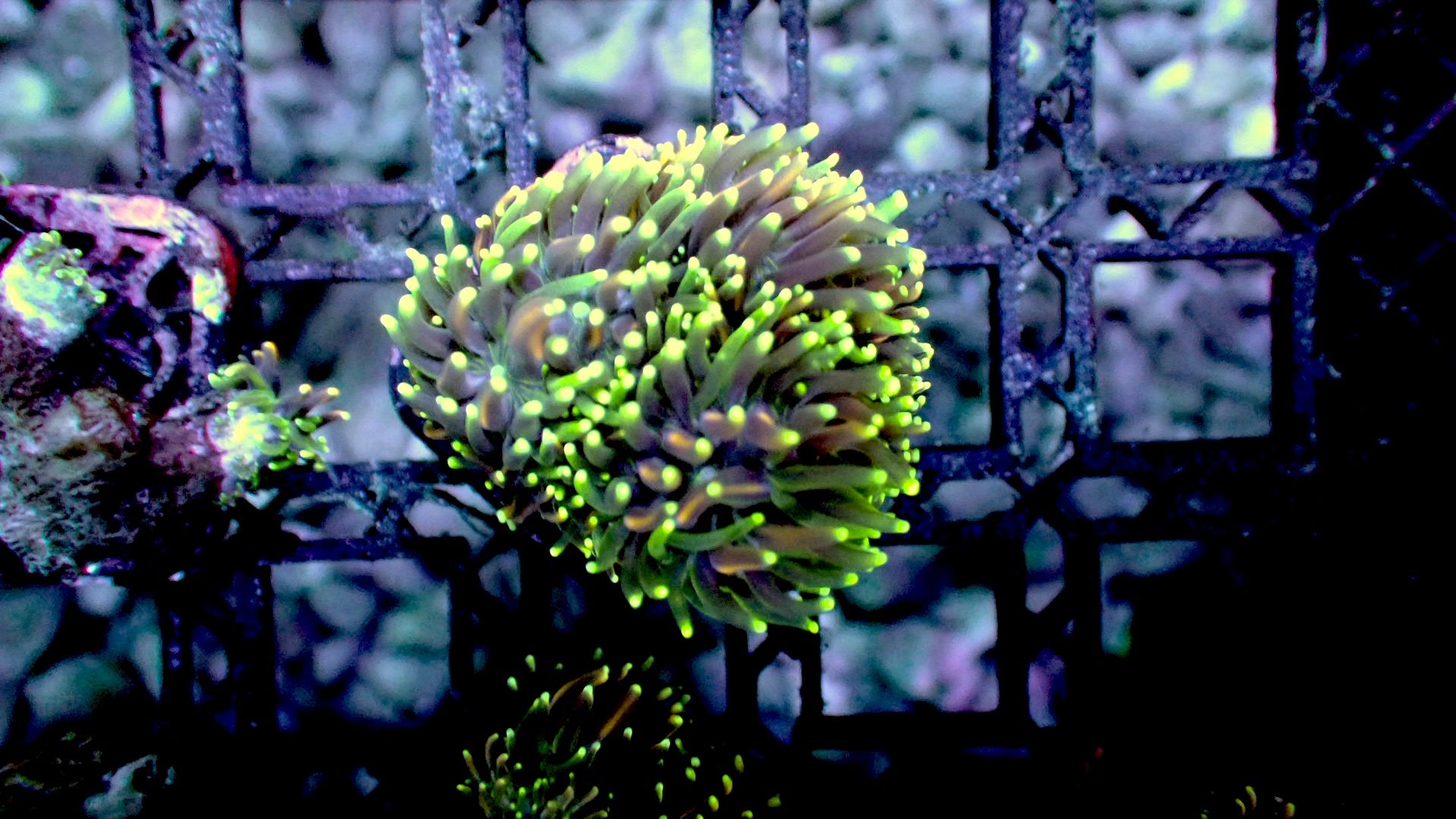 Mother Galaxea – Reef To Go
