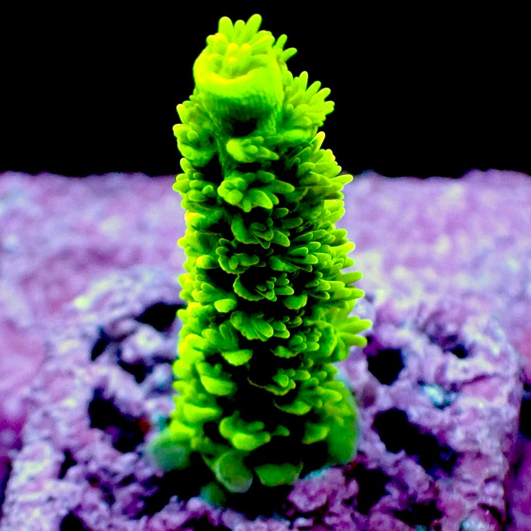 Green Slimer Acropora – Reef To Go