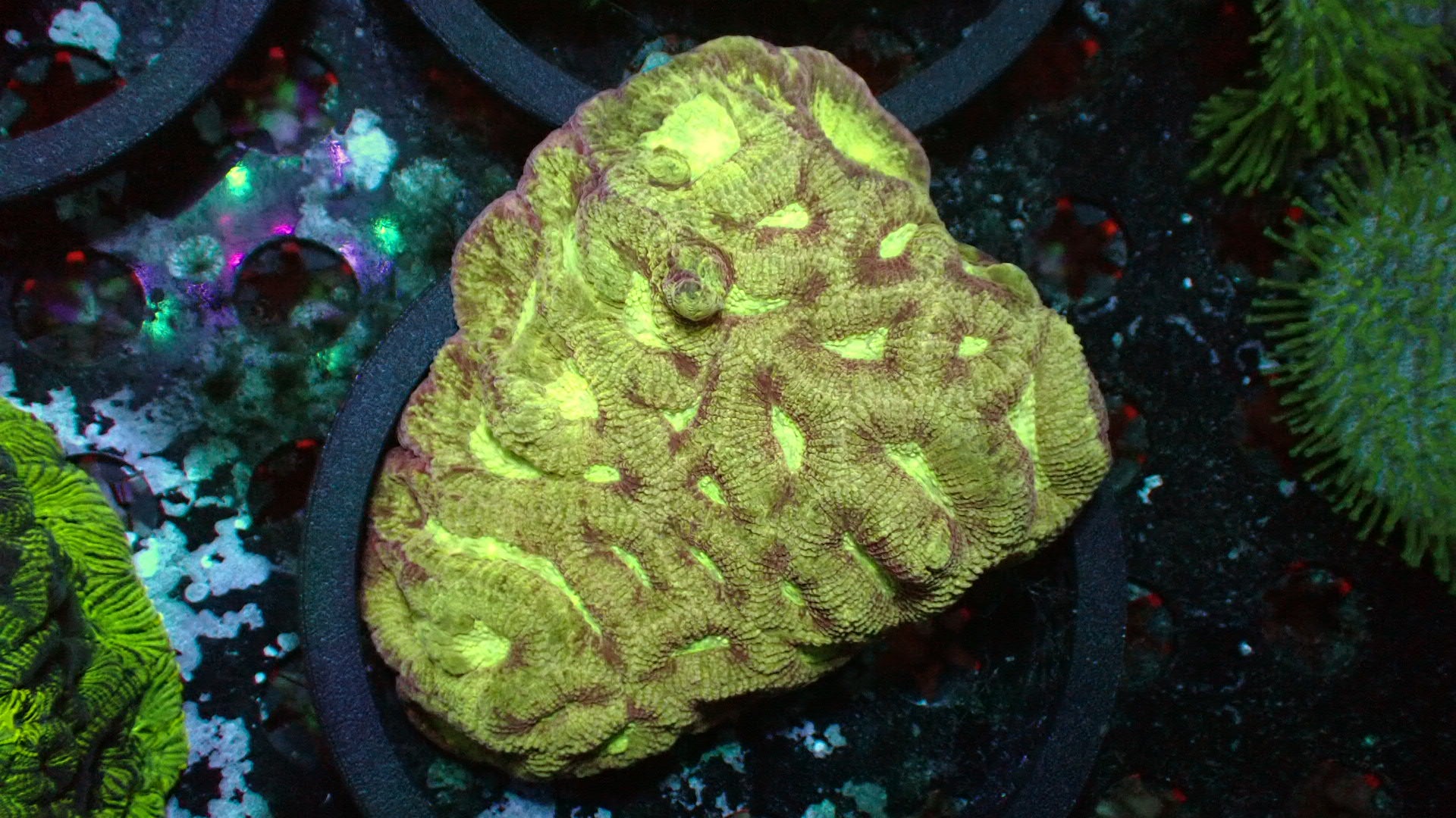 Gold favia colony 4” WYSIWYG – Reef To Go