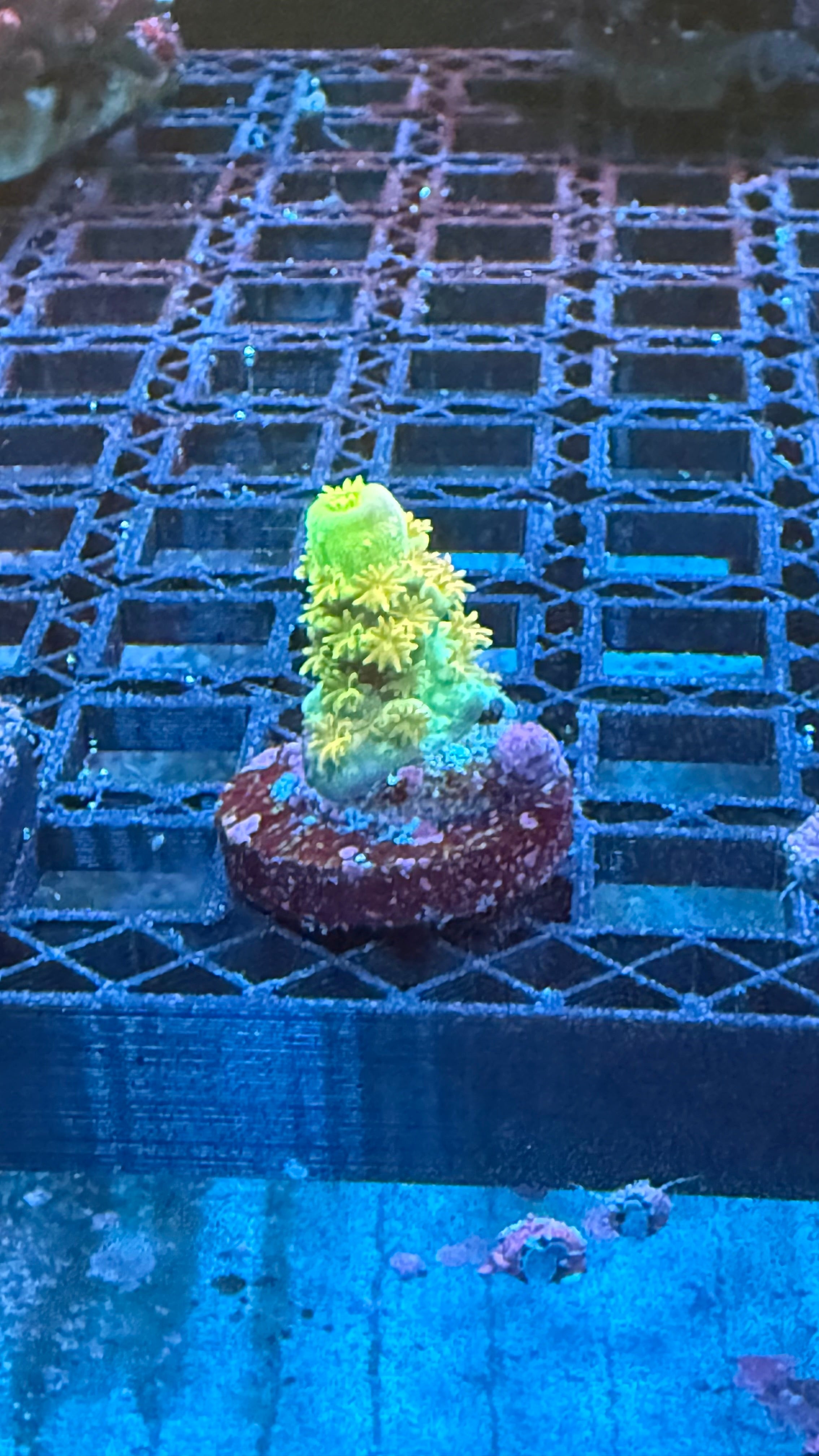 Walt Disney acro 1” frag – Reef To Go