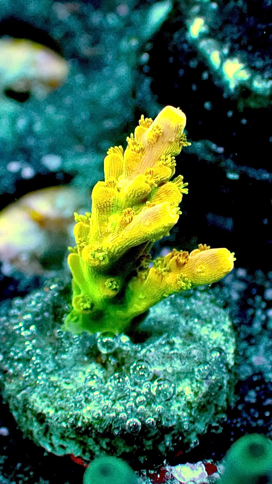 Electric yellow acro 1” frag – Reef To Go