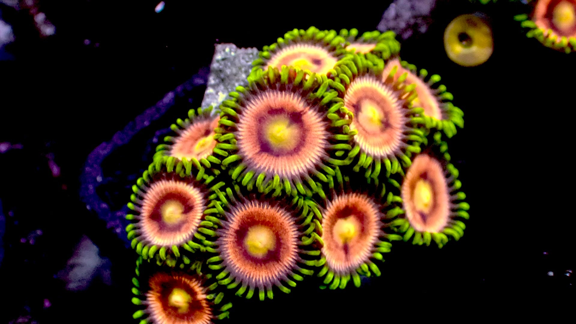 Laser lemon zoas 1” frag – Reef To Go
