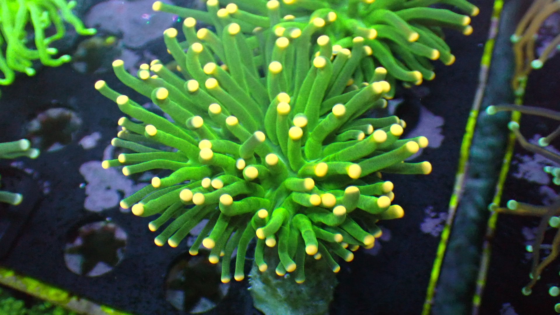Yellow tip torch 1” frag (1 head) – Reef To Go