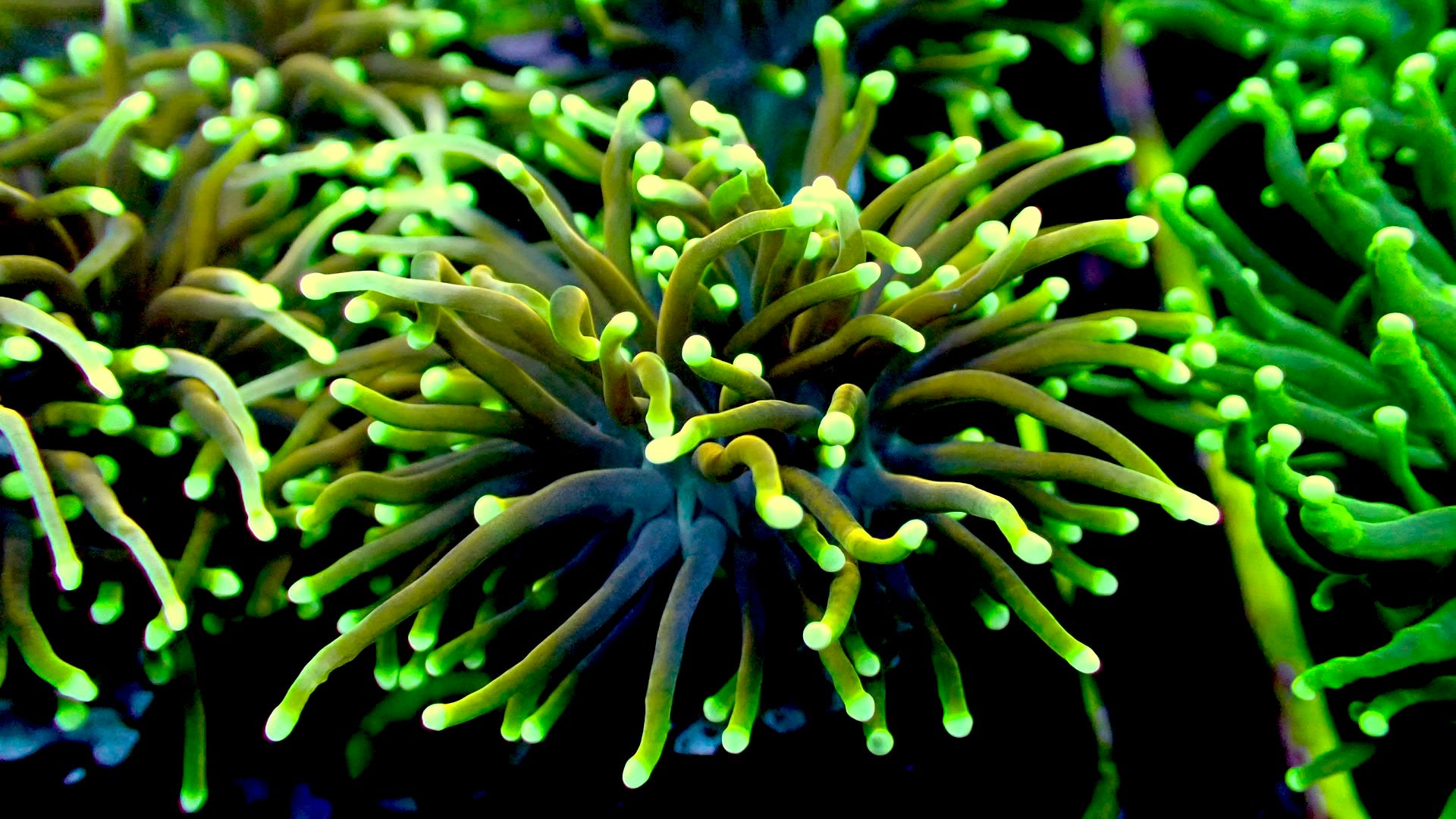 Hellfire torch 1” frag – Reef To Go