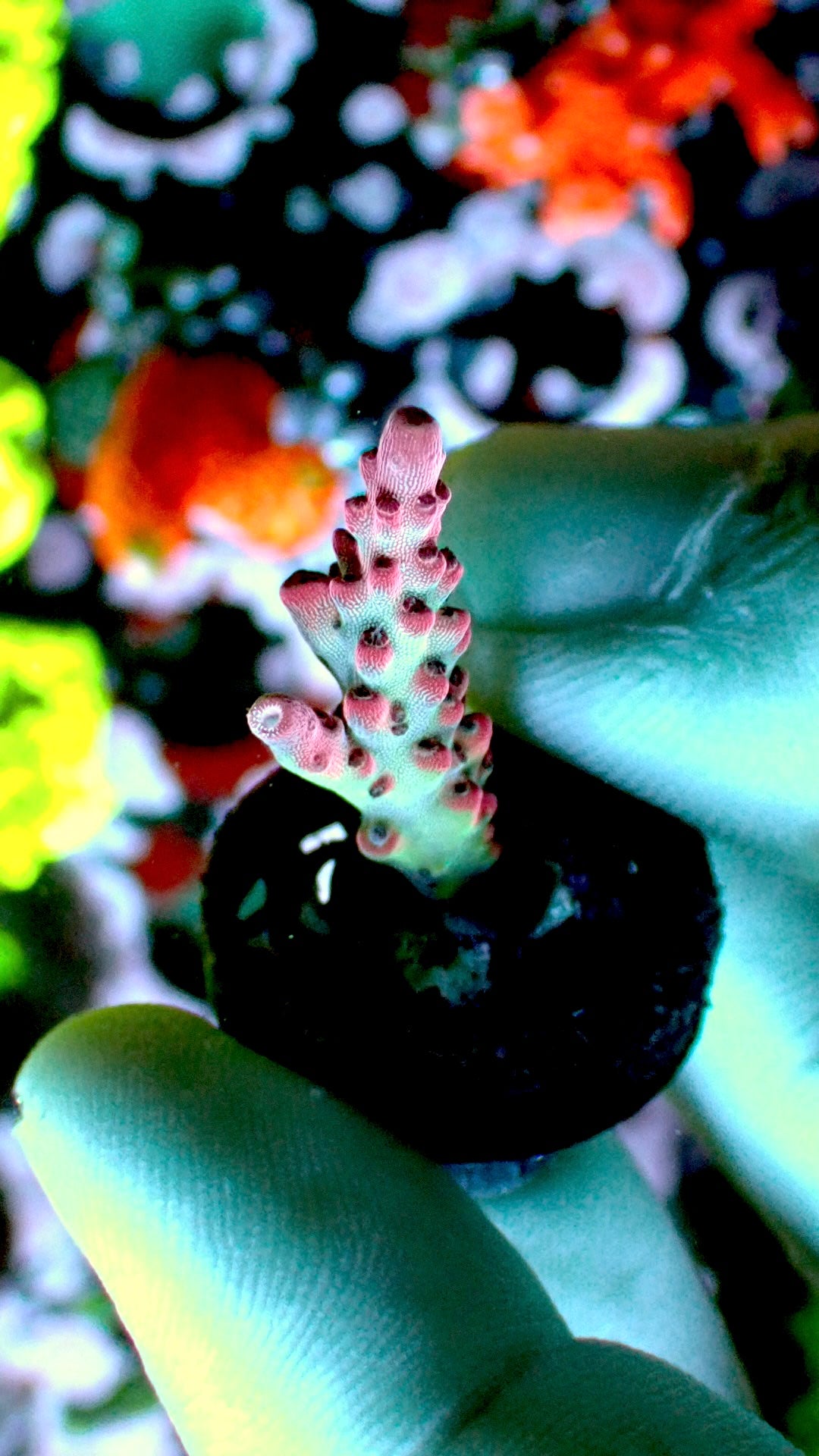 Berry acropora 1” frag – Reef To Go