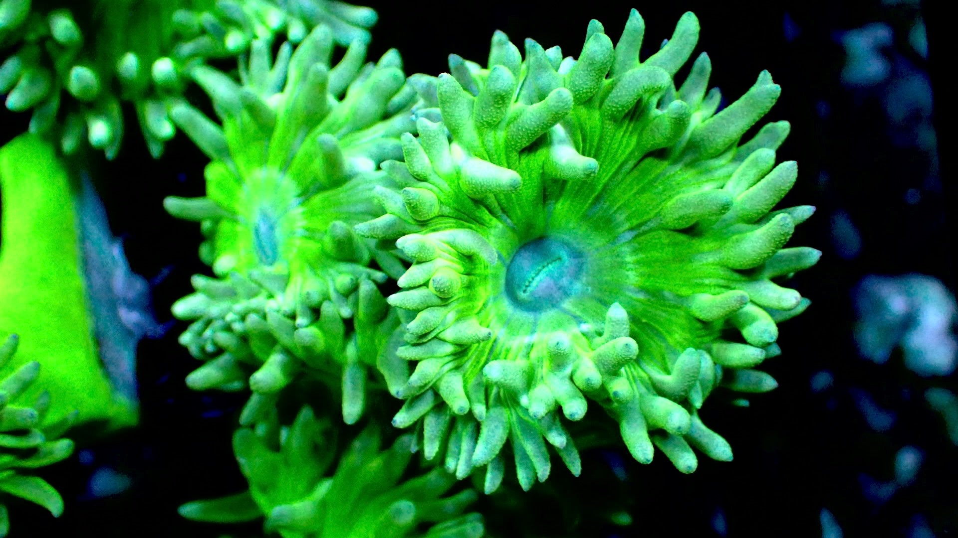 Duncan corals 1” frag – Reef To Go