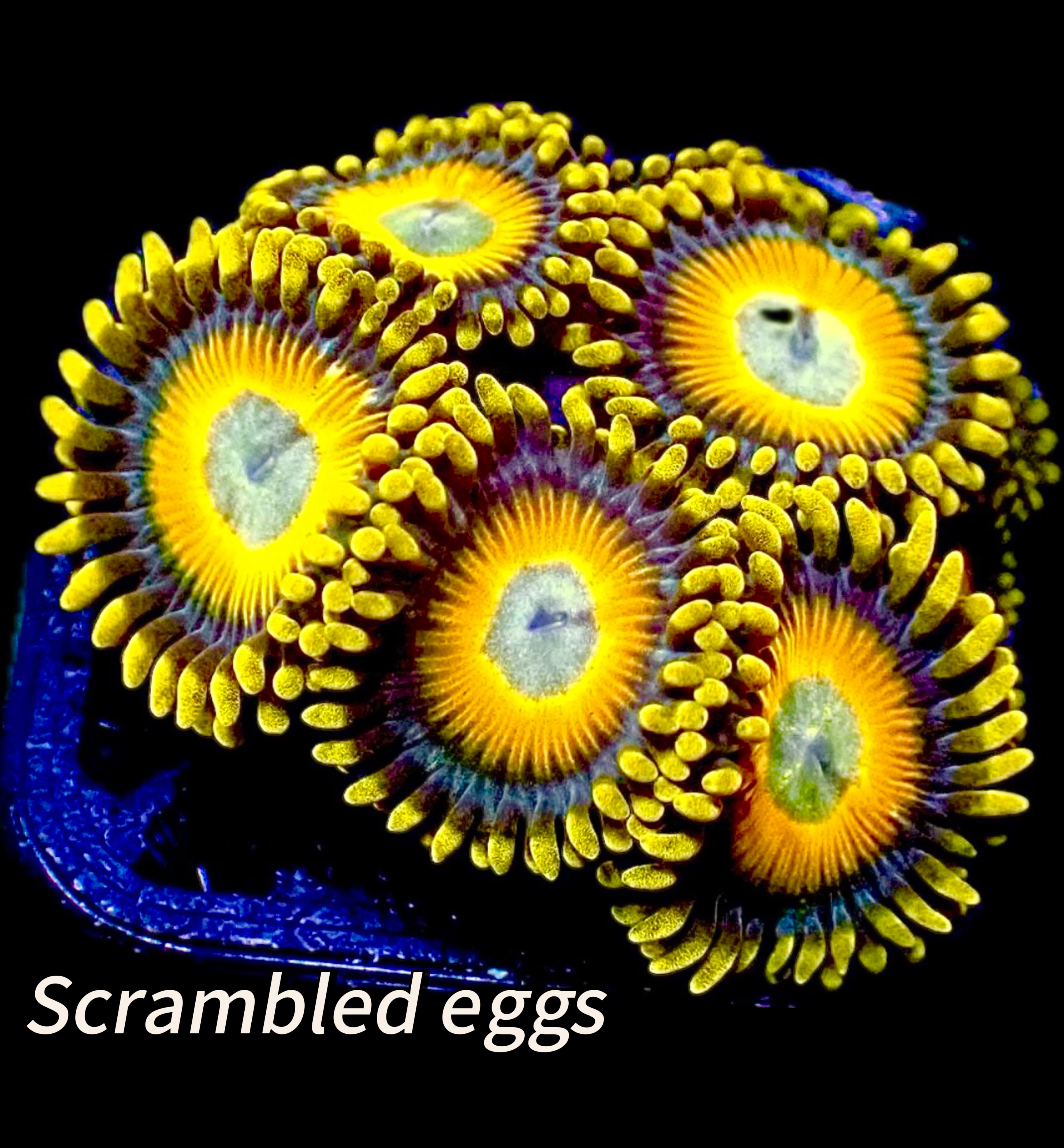 Scrambled eggs zoas 1” frag – Reef To Go