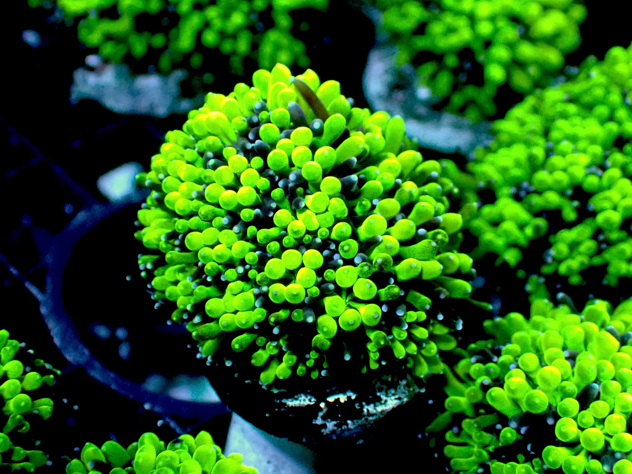 Neon green galaxea 1” frag – Reef To Go