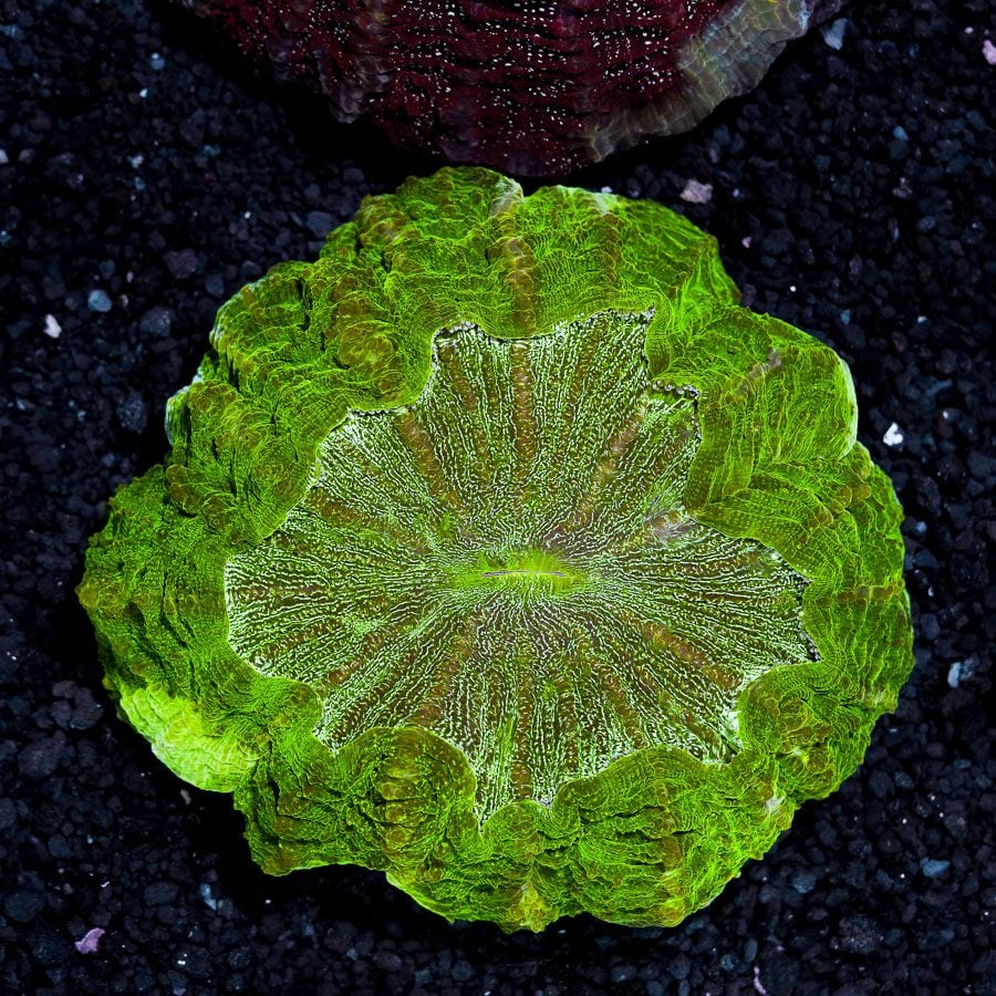 Citrus Lime acantho XL 6” WYSIWYG – Reef To Go