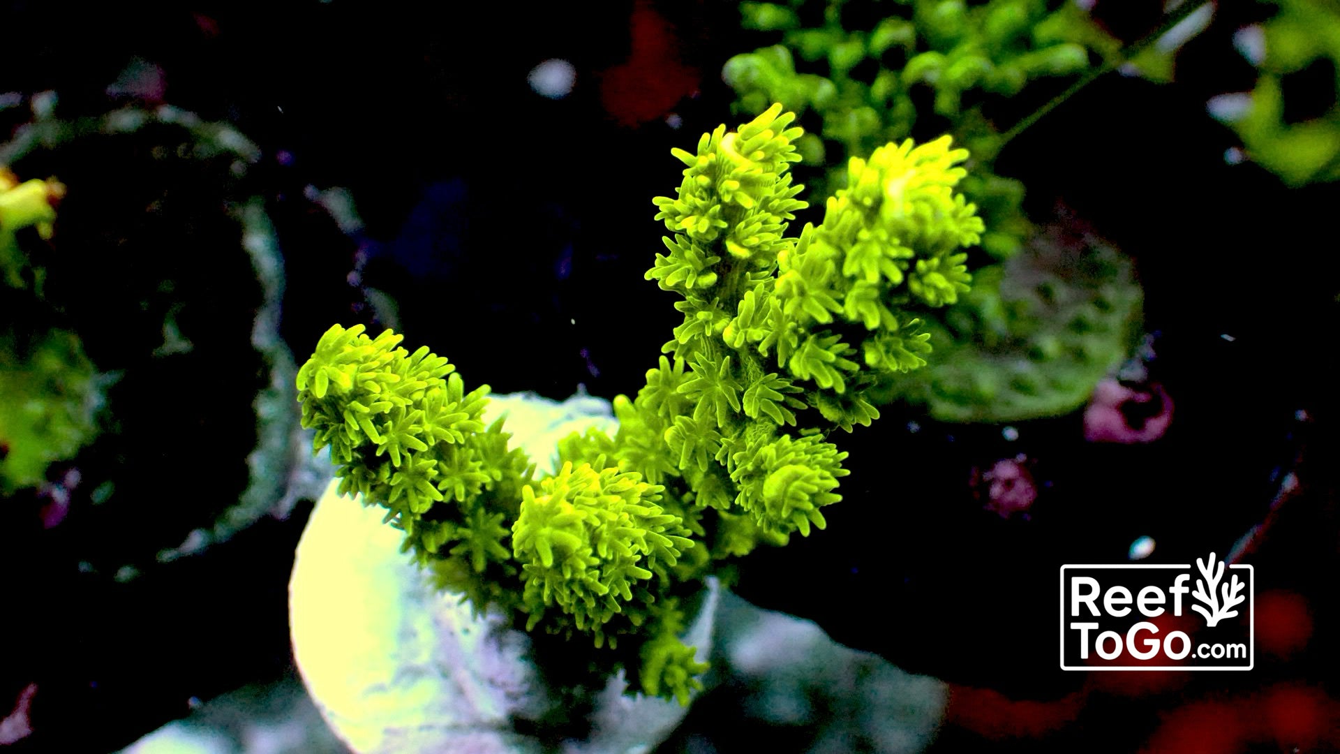 Fuzzy green slimer acropora 1” frag – Reef To Go